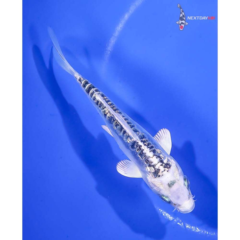 5” Imported Doitsu Gin Rin Gin Matsuba | Koi Fish For Sale