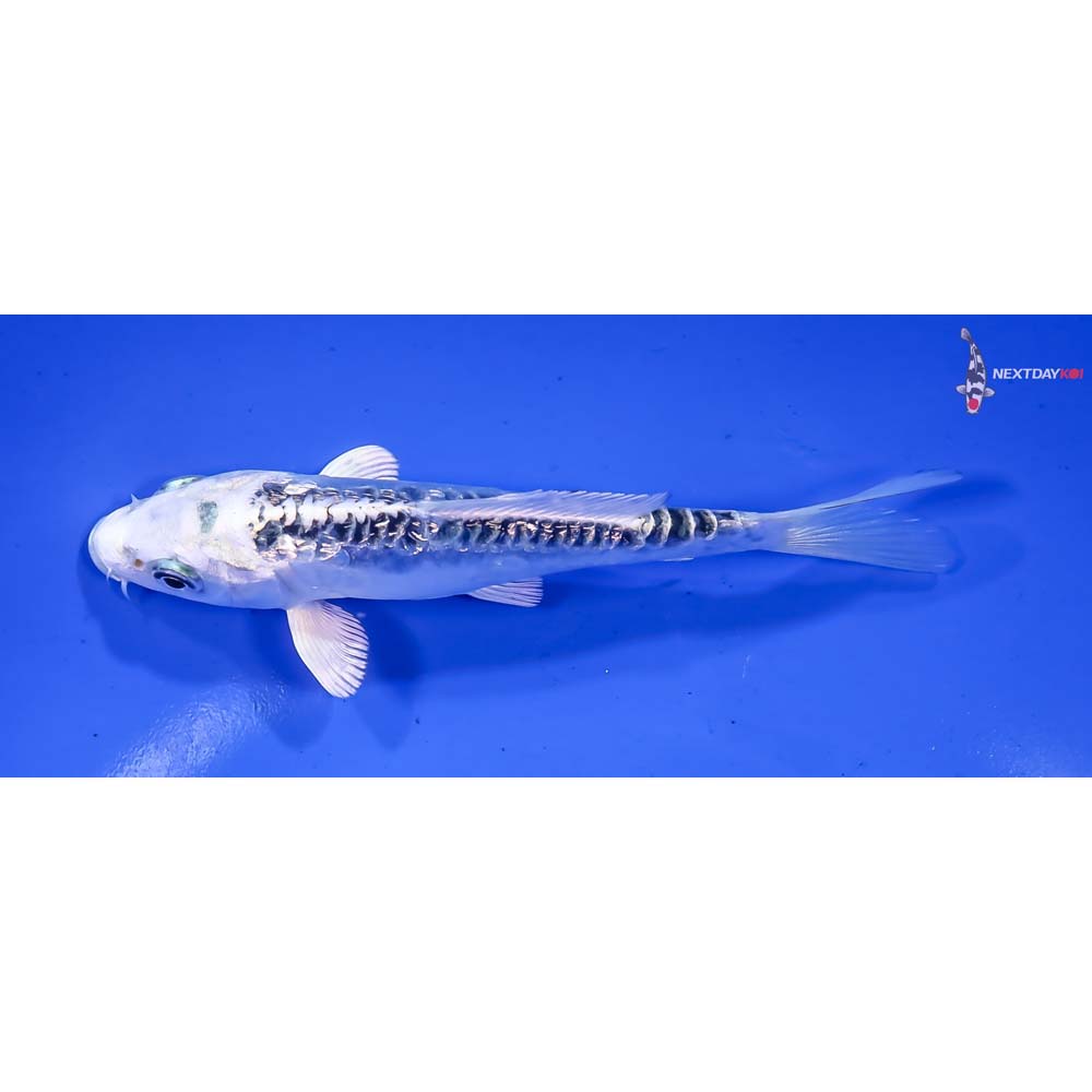 5” Imported Doitsu Gin Rin Gin Matsuba | Koi Fish For Sale