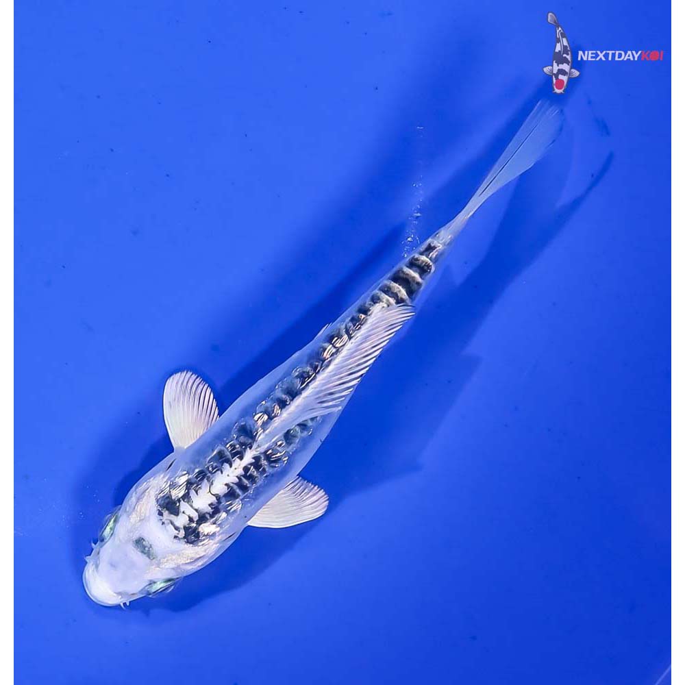 5” Imported Doitsu Gin Rin Gin Matsuba | Koi Fish For Sale