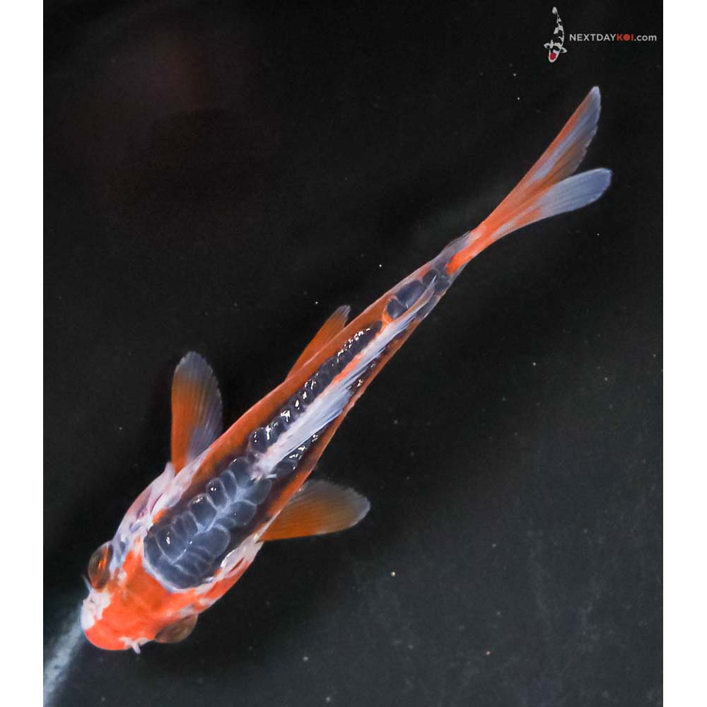 4” Imported Shusui | Koi Fish For Sale