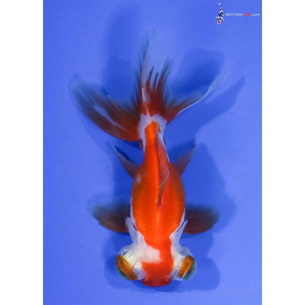 Butterfly Tail | Koi Fish For Sale | Next Day Koi