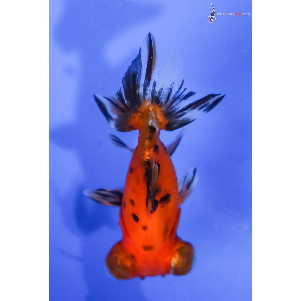 Butterfly Tail | Koi Fish For Sale | Next Day Koi