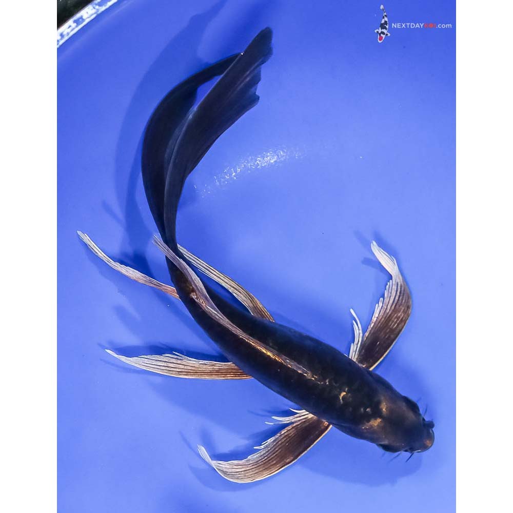 8” Imported Doitsu Gold Crown Butterfly Koi | Koi Fish For Sale