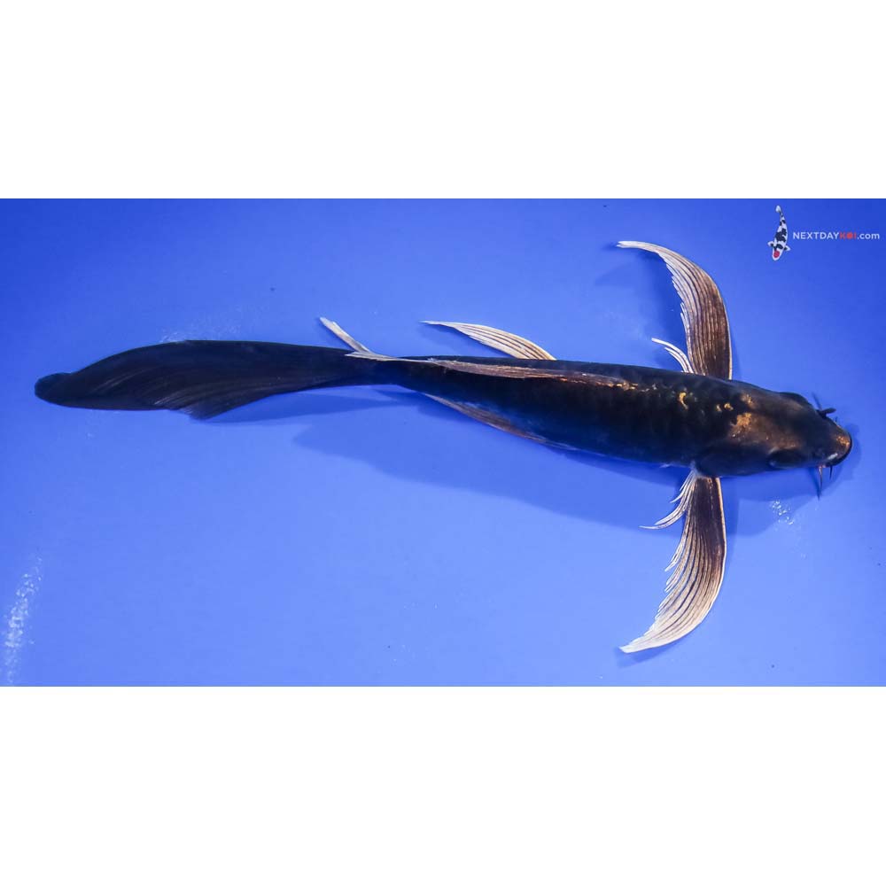 8” Imported Doitsu Gold Crown Butterfly Koi | Koi Fish For Sale