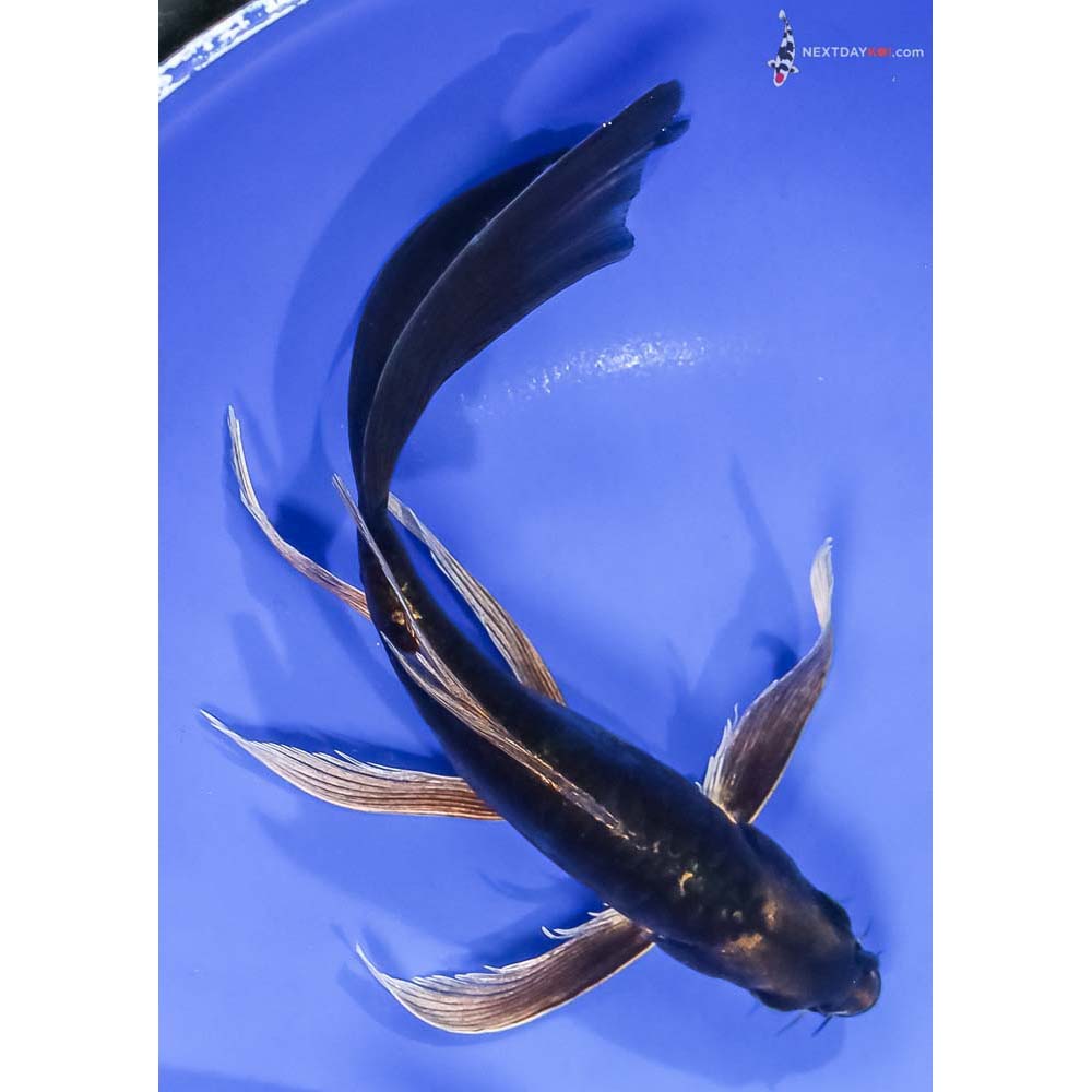 8” Imported Doitsu Gold Crown Butterfly Koi | Koi Fish For Sale