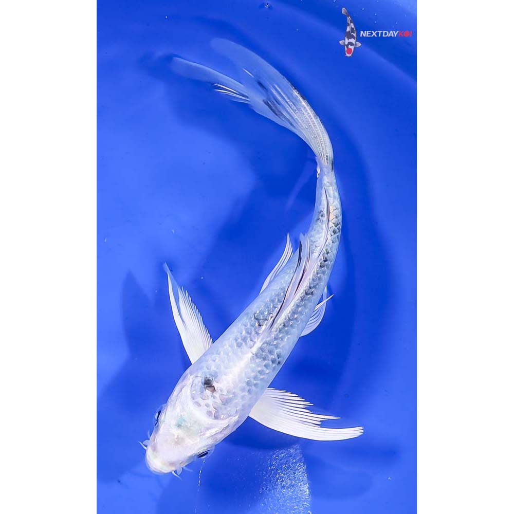 6” Imported Gin Shiro Bekko Butterfly Koi | Koi Fish For Sale