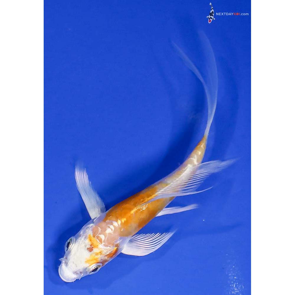 4” Imported Doitsu Lemon Hariwake Butterfly Koi | Koi Fish For Sale