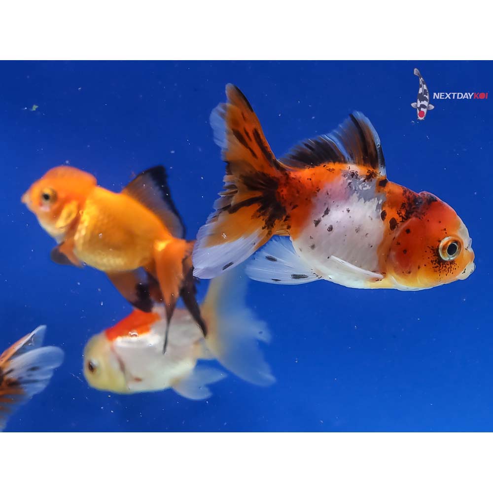 Lot of (5) 2.5-3” Imported Assorted Oranda | Koi Fish For Sale