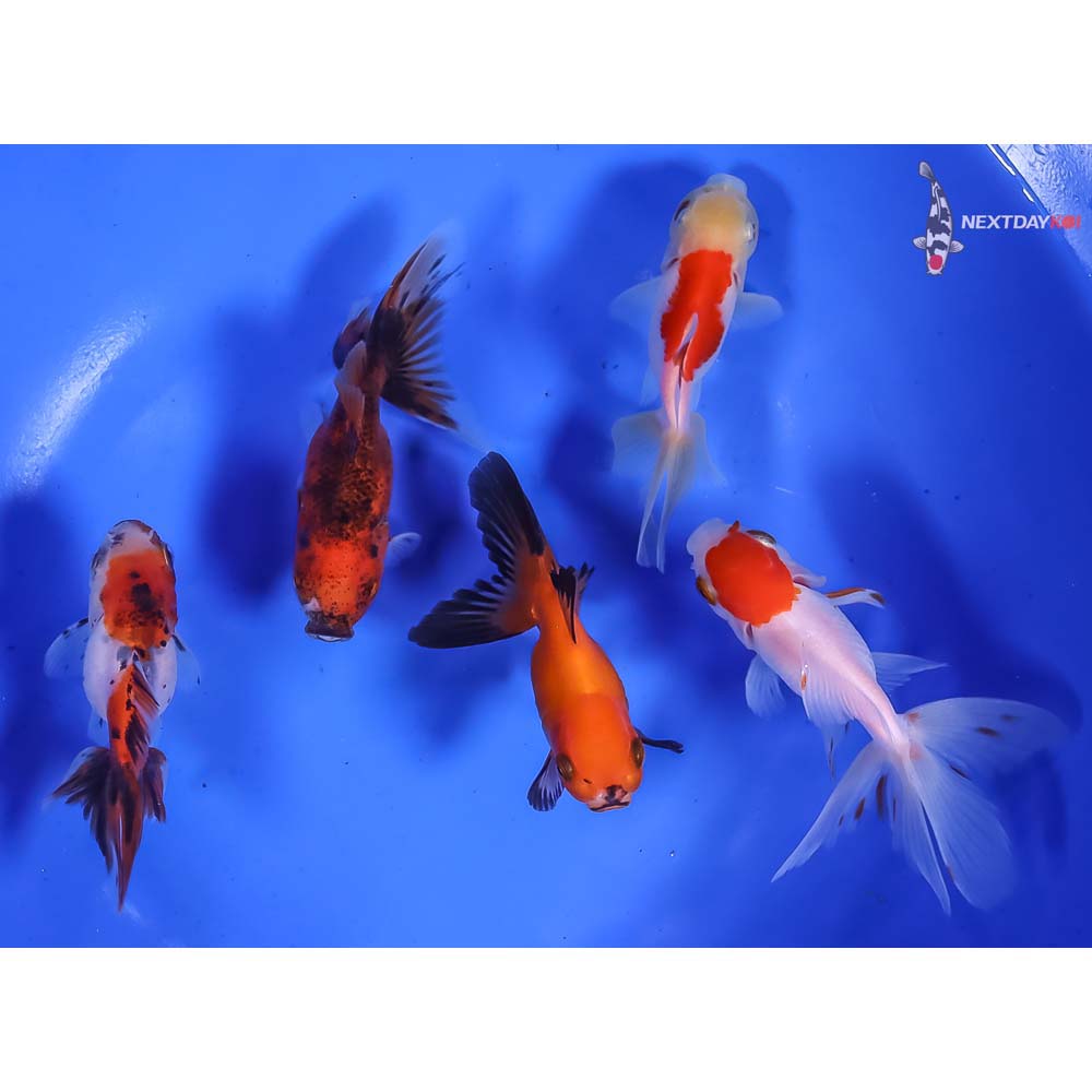 Lot of (5) 2.5-3” Imported Assorted Oranda | Koi Fish For Sale