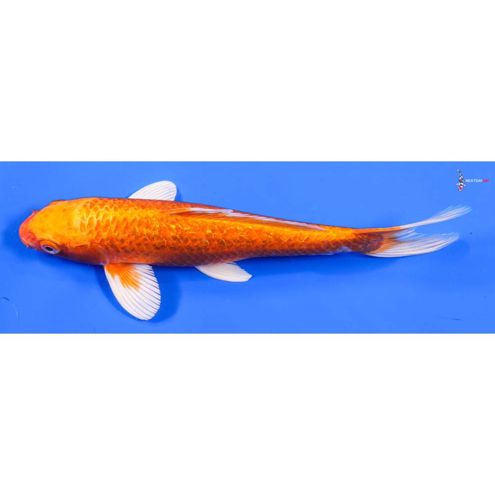 10” Imported Gin Rin Orenji Ogon | Koi Fish For Sale
