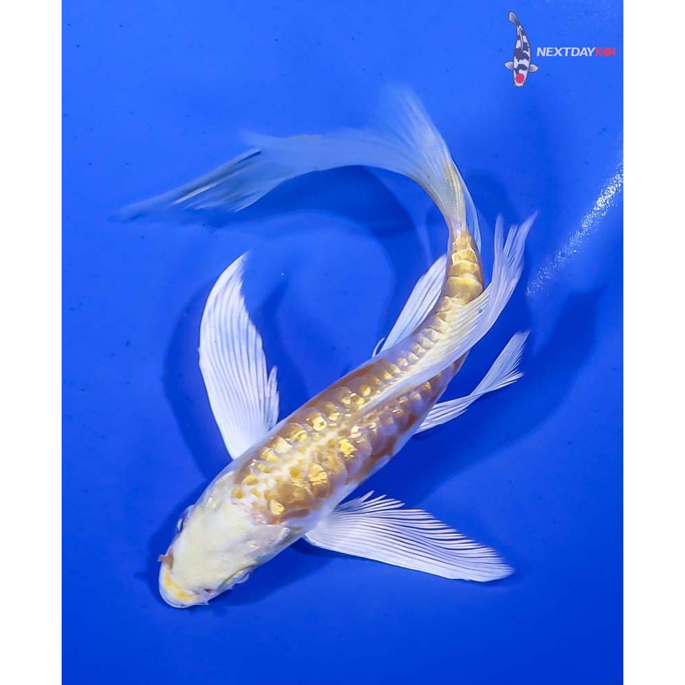 6” Imported Gin Rin Doitsu Lemon Hariwake Butterfly Koi | Koi Fish For Sale