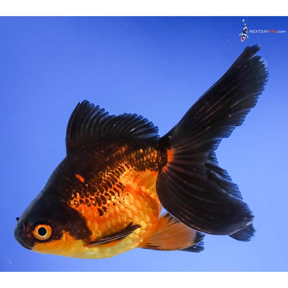 5” Imported Male Black and Red Ryukin | Koi Fish For Sale