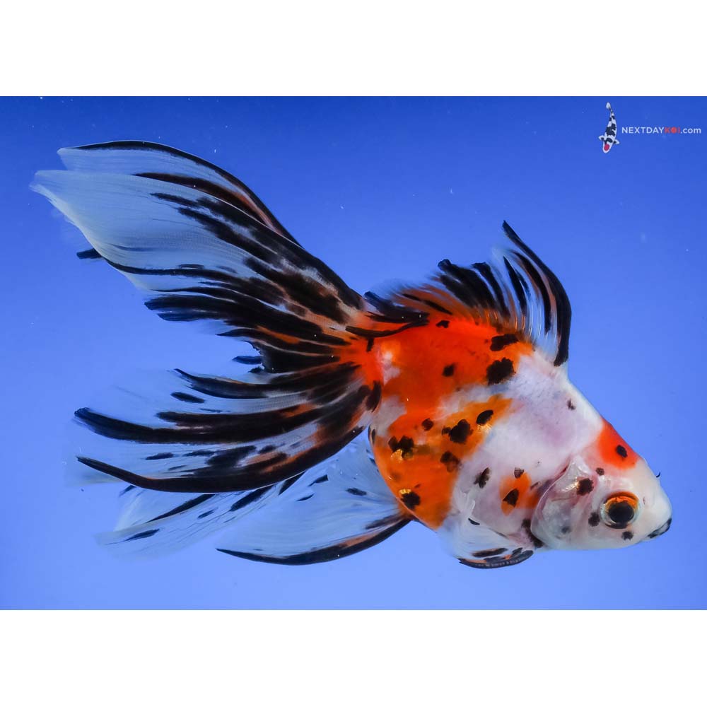 5” Imported Male Calico Ryukin | Next Day Koi