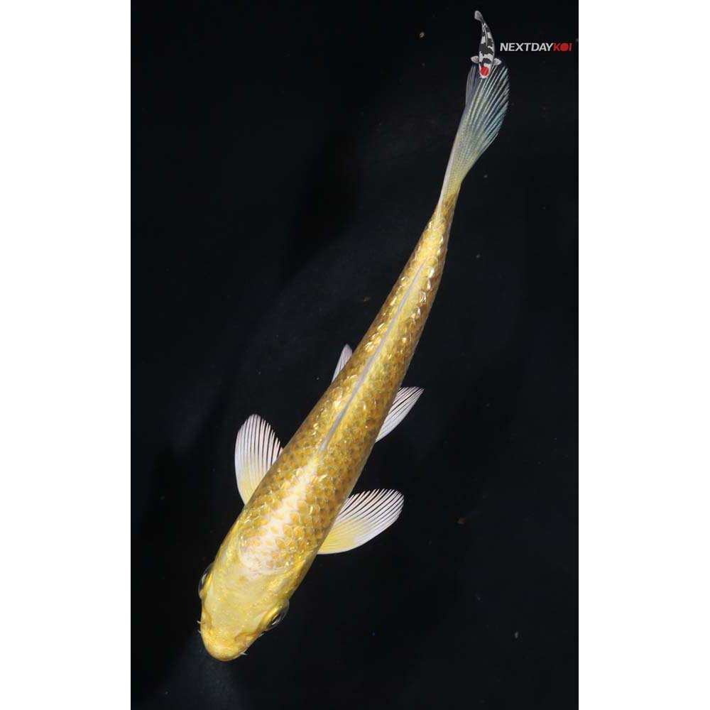 4.5” Imported Gin Rin Yamabuki Ogon | Koi Fish For Sale
