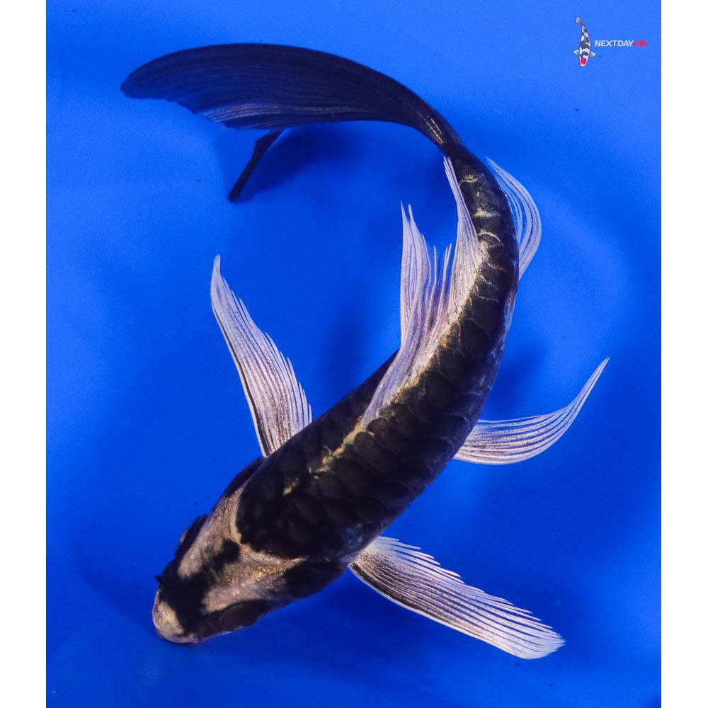 5” Imported Kin Kikokuryu Butterfly Koi | Koi Fish For Sale