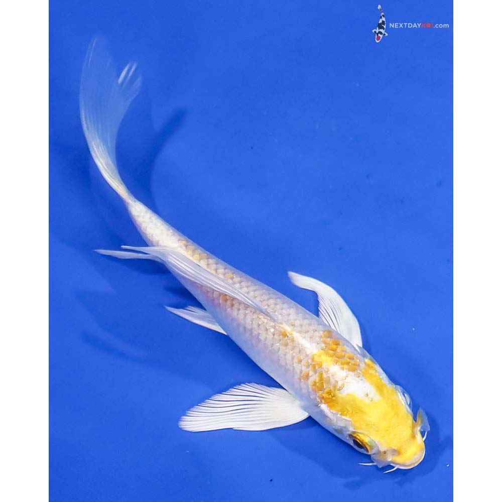 5” Imported Lemon Hariwake Butterfly Koi | Koi Fish For Sale