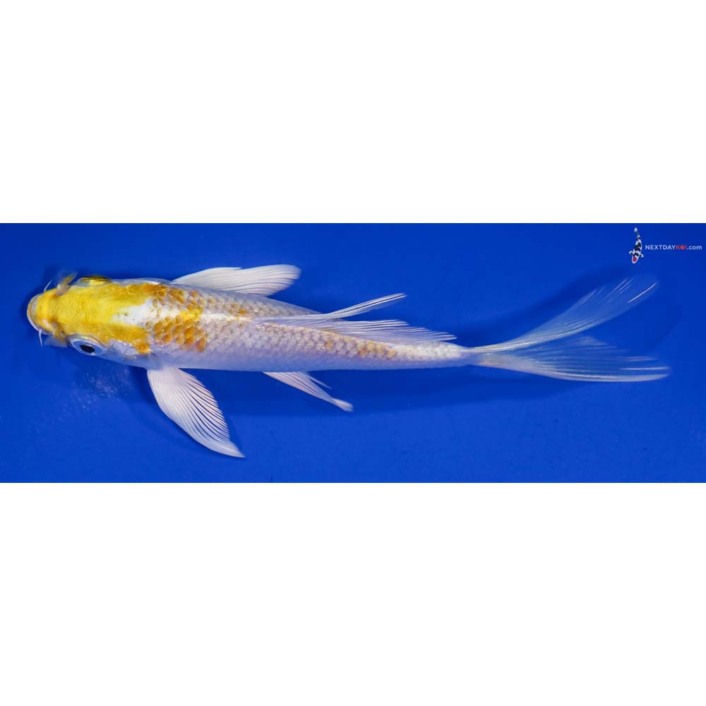 5” Imported Lemon Hariwake Butterfly Koi | Koi Fish For Sale