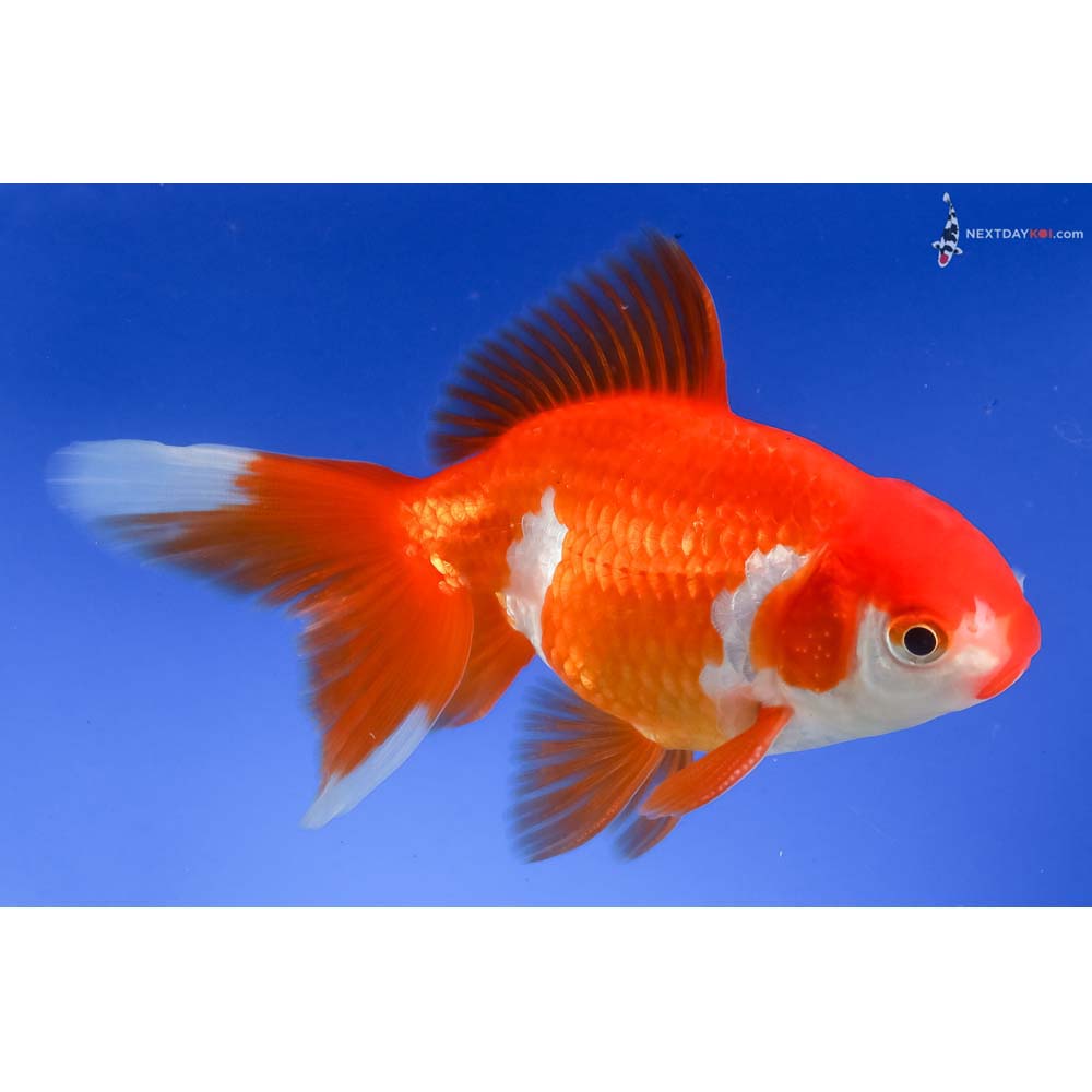 5” Imported Male Red and White Ryukin | Next Day Koi | Koi Fish For Sale