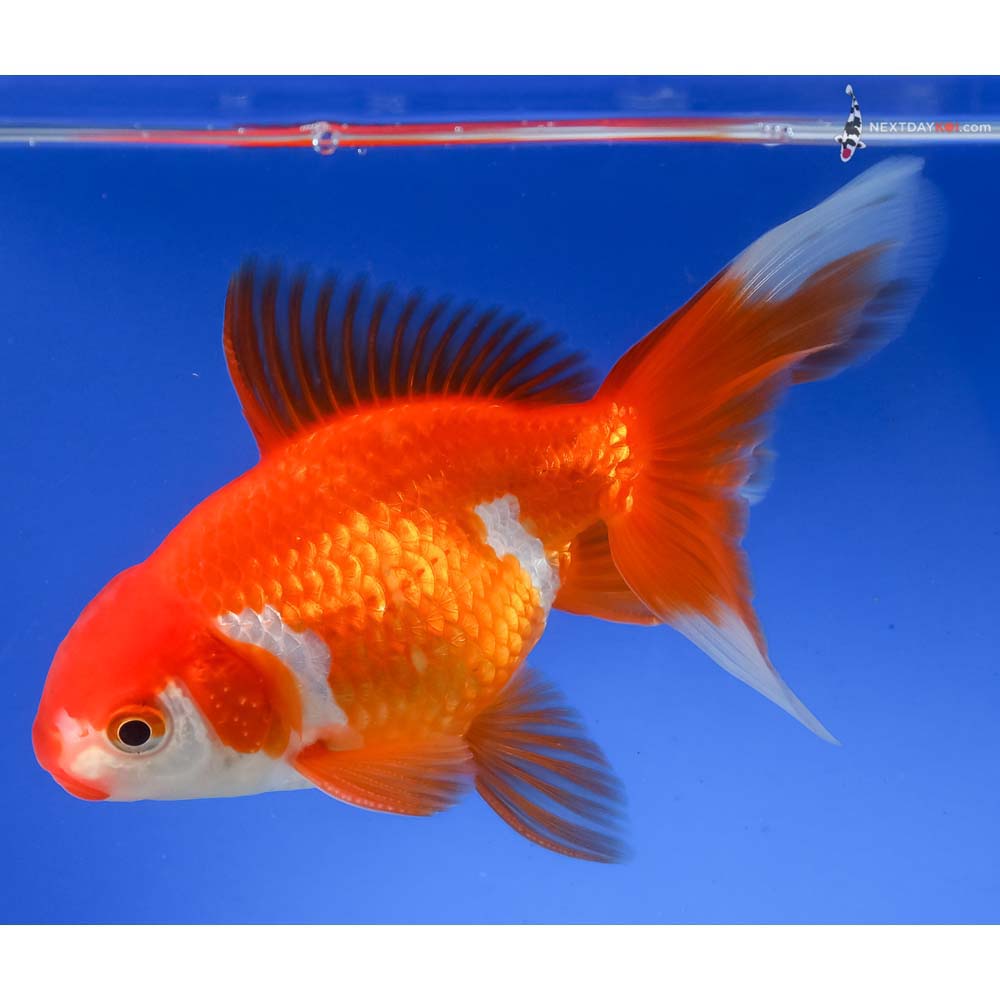 5” Imported Male Red and White Ryukin | Koi Fish For Sale