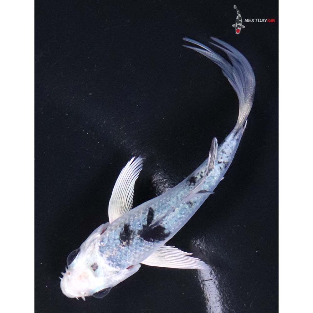 3” Imported Gin Shiro Bekko Butterfly Koi | Koi Fish For Sale