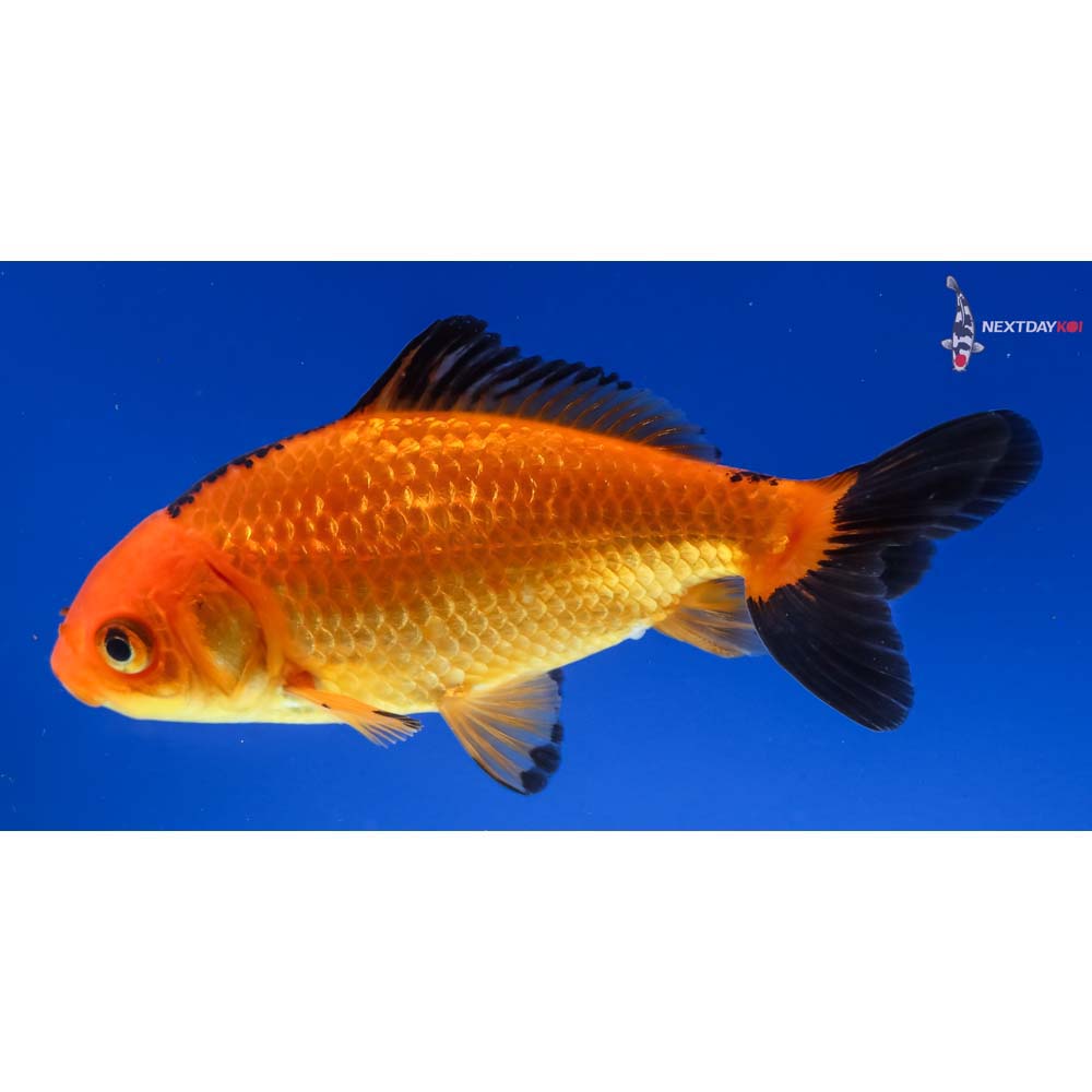 4.5” Imported Red and Black Wakin | Next Day Koi