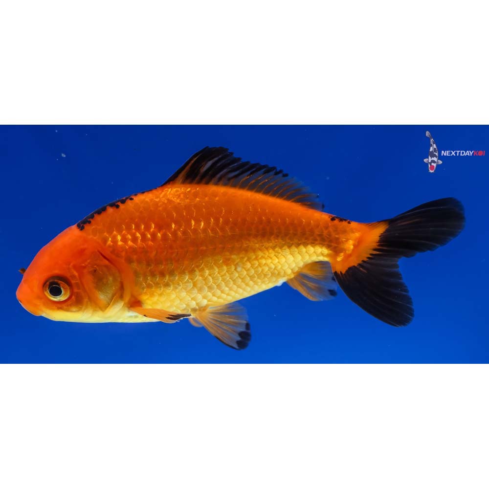 4.5” Imported Red and Black Wakin | Next Day Koi