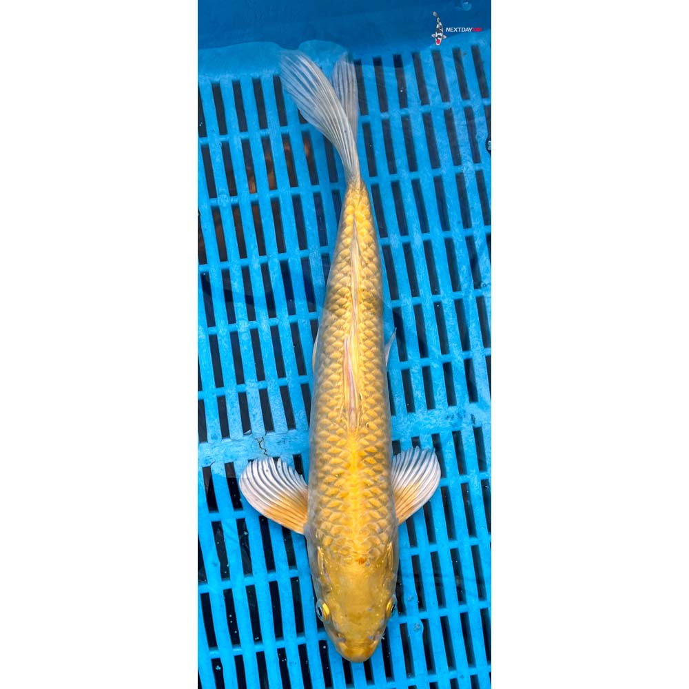 12-14” Imported Yamabuki Ogon | Next Day Koi