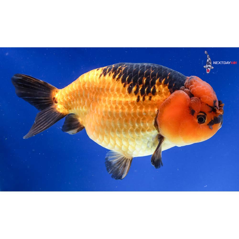 Ranchu | Next Day Koi