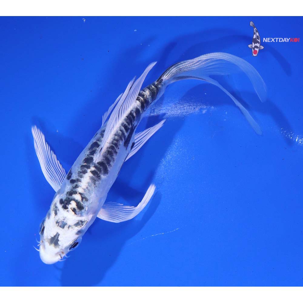 5” Imported Doitsu Gin Matsuba Butterfly Koi | Next Day Koi