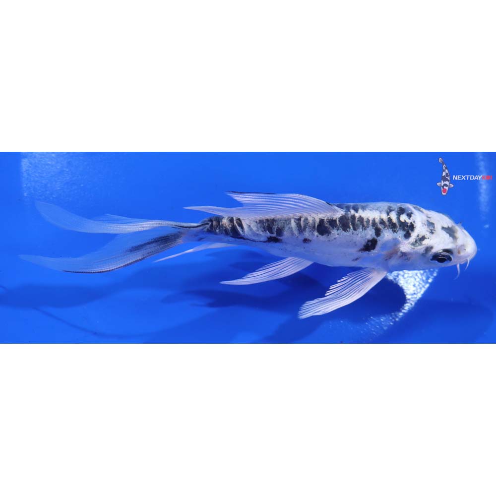 5” Imported Doitsu Gin Matsuba Butterfly Koi | Next Day Koi