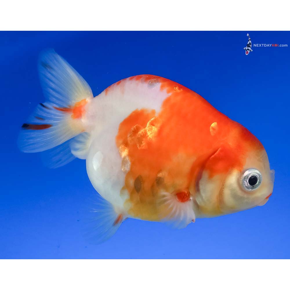 Ranchu | Next Day Koi