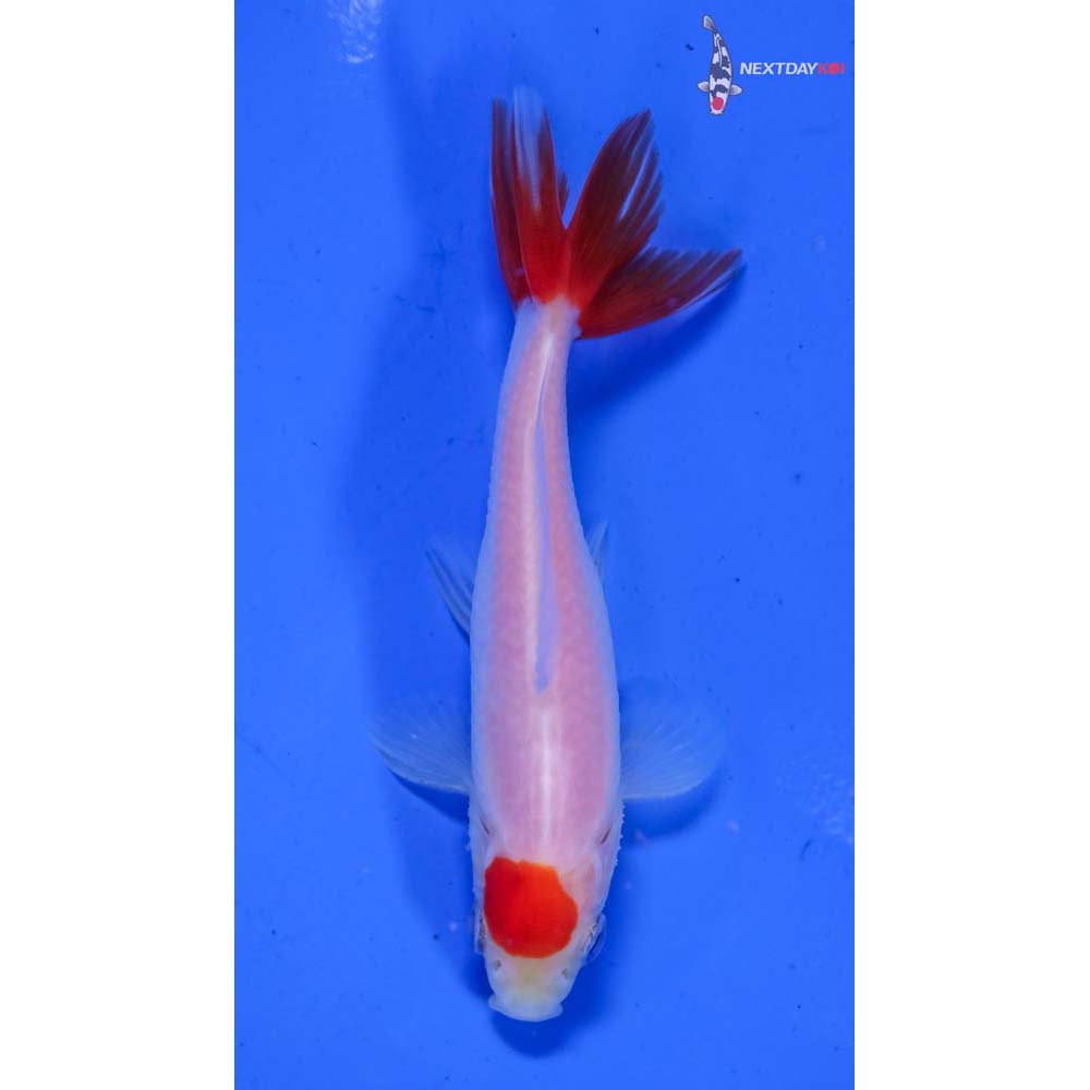 3.5” Imported Male Red and White Wakin | Next Day Koi