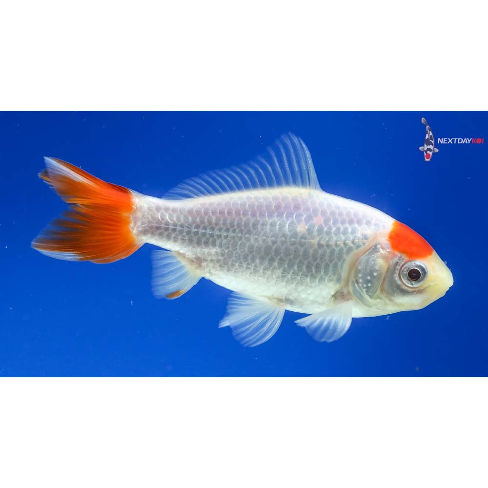 3.5” Imported Male Red and White Wakin | Next Day Koi