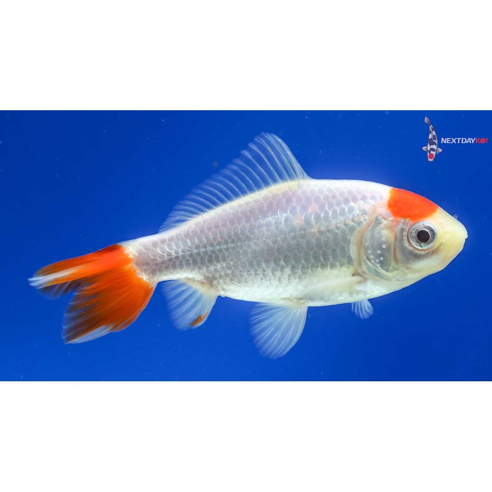 3.5” Imported Male Red and White Wakin | Next Day Koi