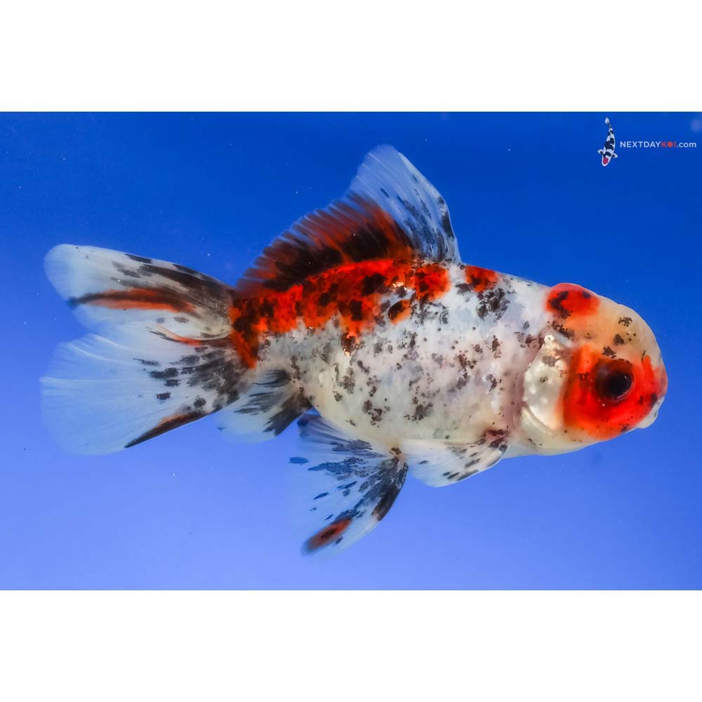 4” Imported Male Calico Oranda | Next Day Koi