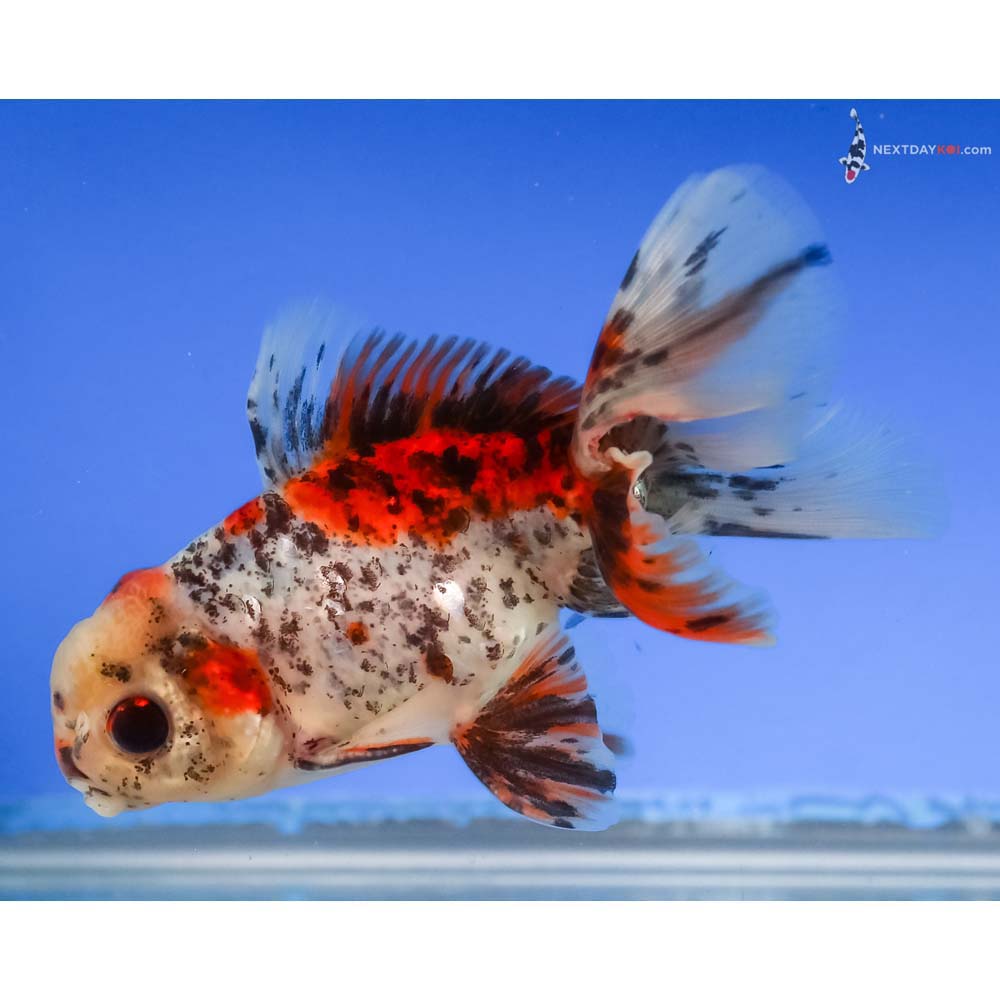 4” Imported Male Calico Oranda | Next Day Koi