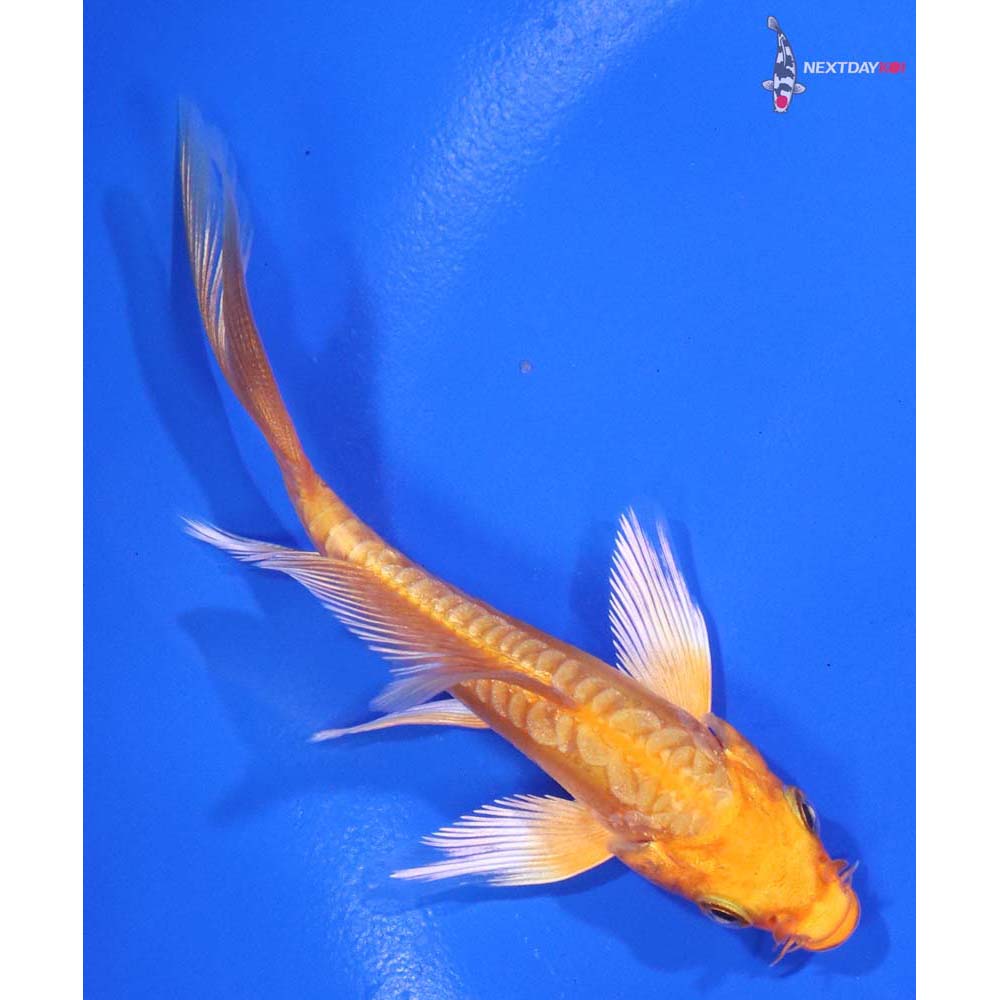 3.5” Imported Doitsu Orenji Ogon Butterfly Koi | Next Day Koi