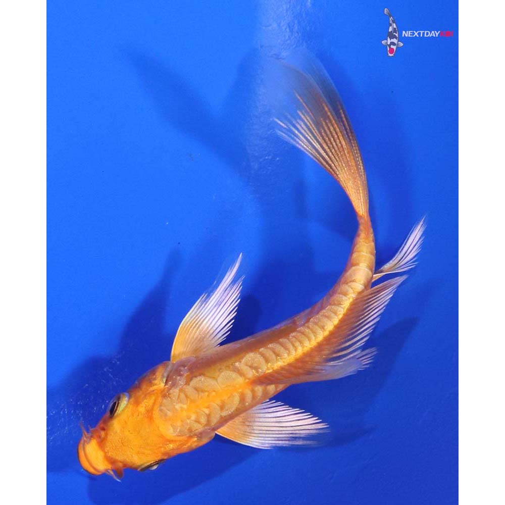 3.5” Imported Doitsu Orenji Ogon Butterfly Koi | Next Day Koi