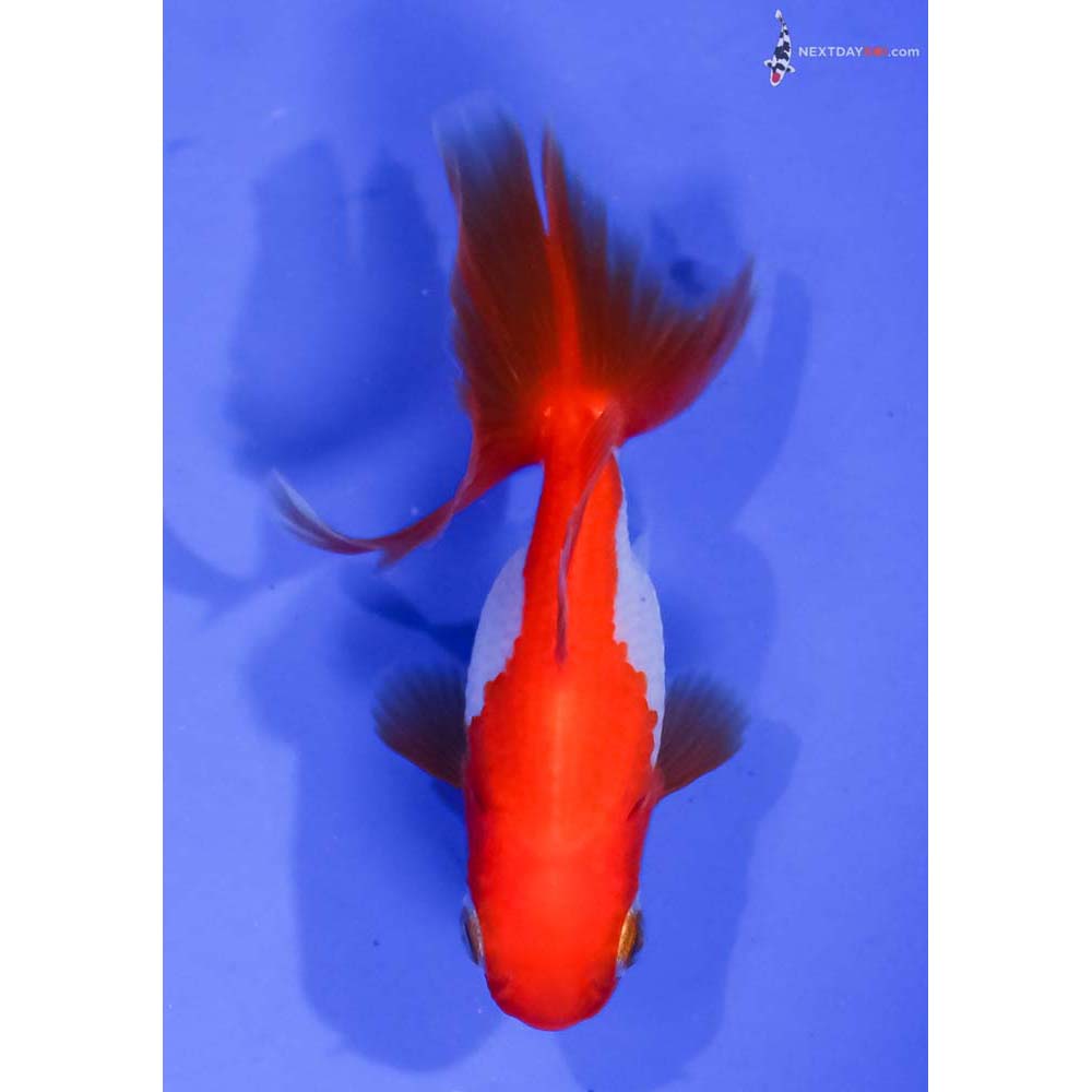 3” Imported Red and White Fantail | Next Day Koi | Koi Fish For Sale