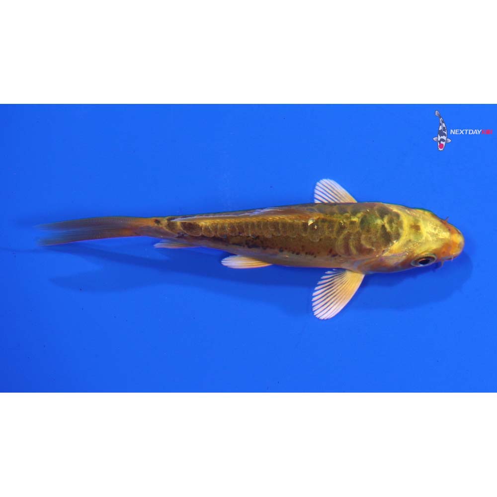 3.5” Imported Doitsu Ki Matsuba | Next Day Koi | Koi Fish For Sale