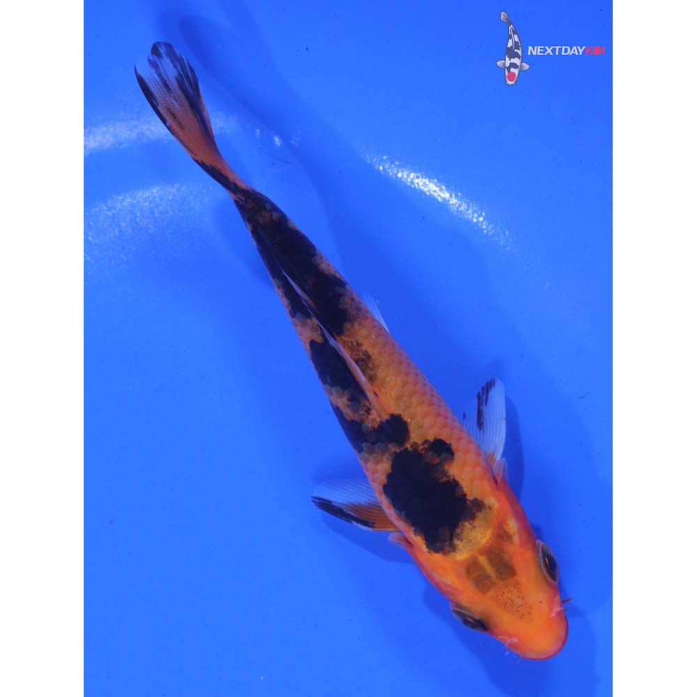 5” Imported Aka Bekko | Next Day Koi | Koi Fish For Sale