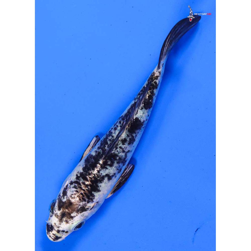 5” Imported Gin Shiro Bekko | Next Day Koi | Koi Fish For Sale