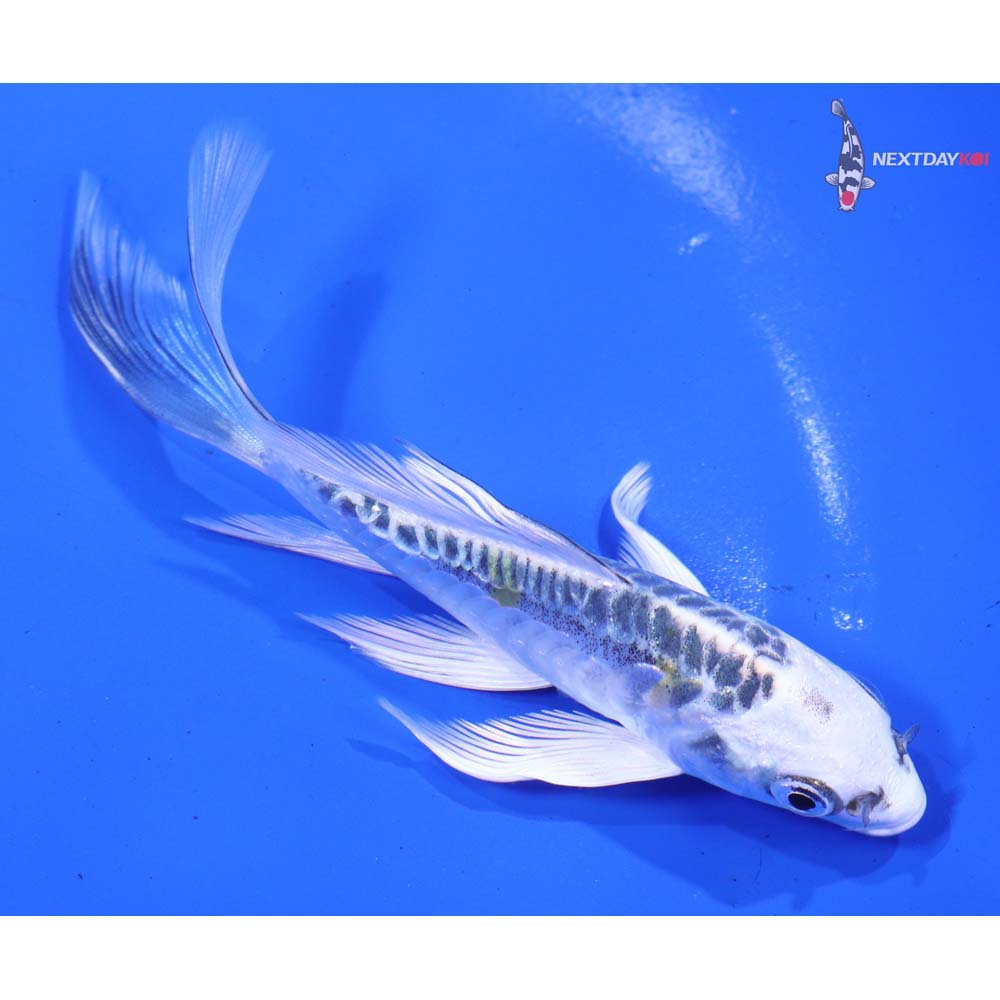 5” Imported Doitsu Blue Kujaku Butterfly Koi | Next Day Koi | Koi Fish ...
