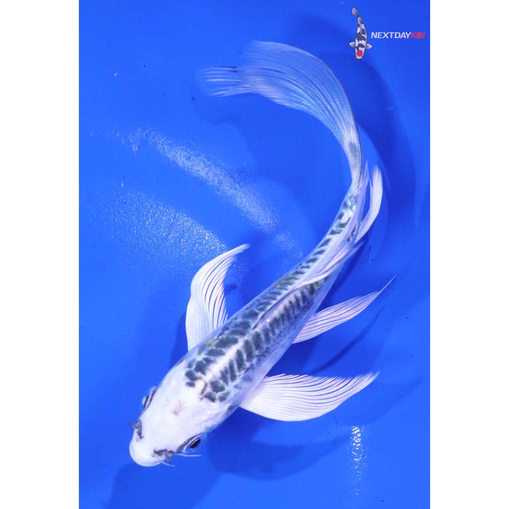 5” Imported Doitsu Blue Kujaku Butterfly Koi | Next Day Koi | Koi Fish ...