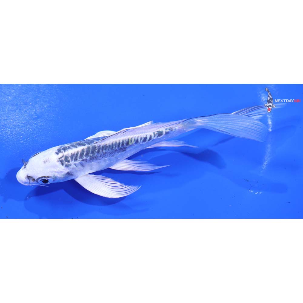 5” Imported Doitsu Blue Kujaku Butterfly Koi | Next Day Koi | Koi Fish ...