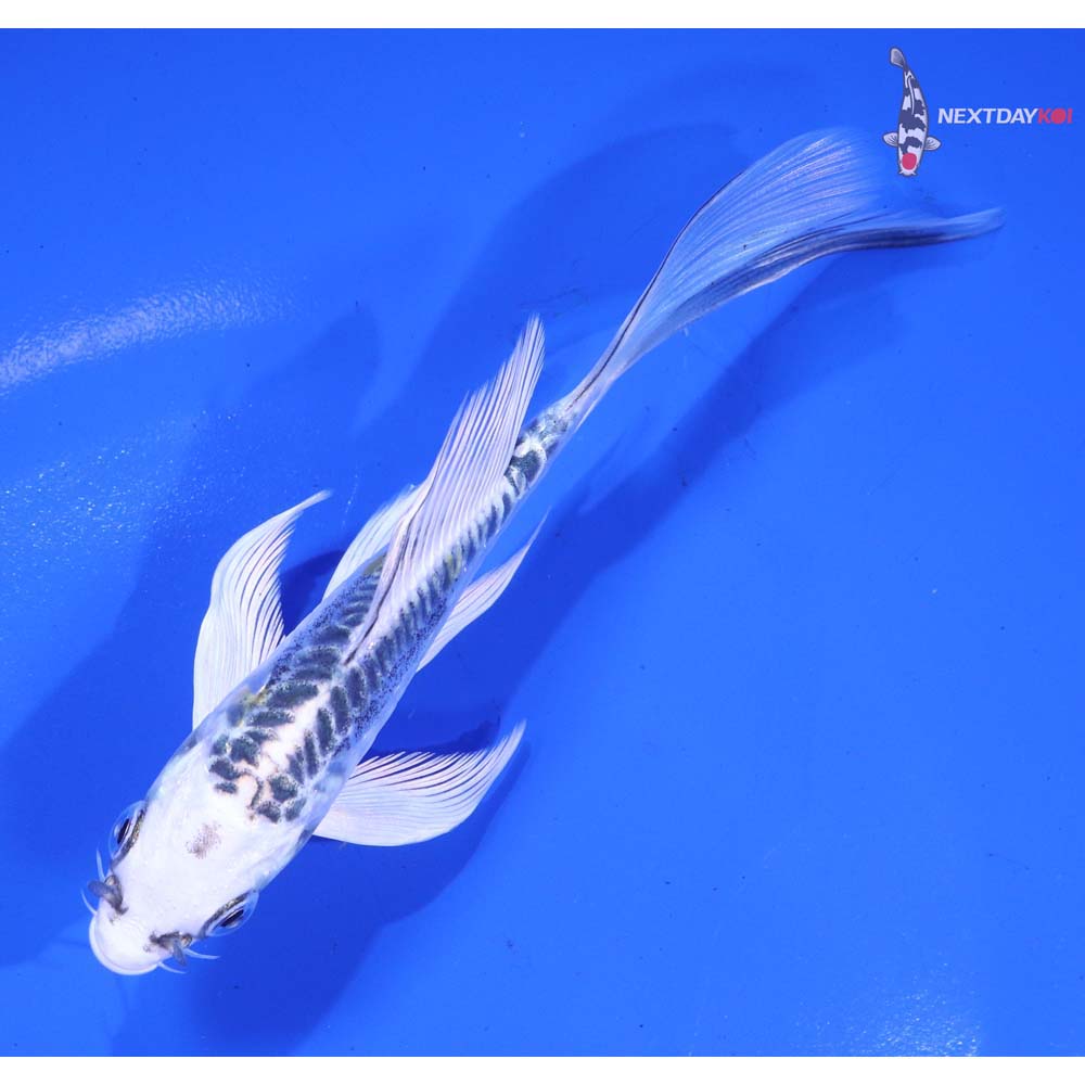 5” Imported Doitsu Blue Kujaku Butterfly Koi | Next Day Koi | Koi Fish ...