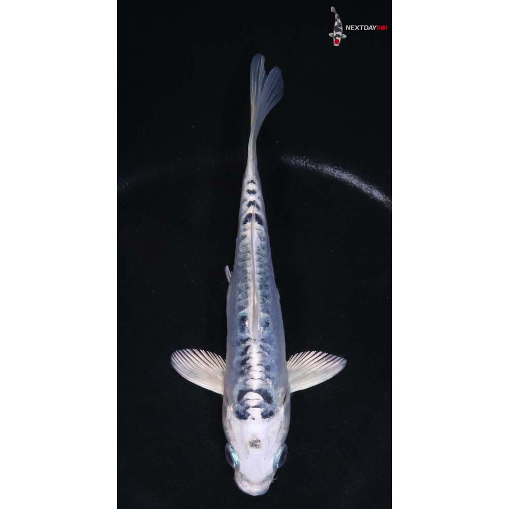 5.5” Imported Doitsu Blue Gin Matsuba | Next Day Koi | Koi Fish For Sale