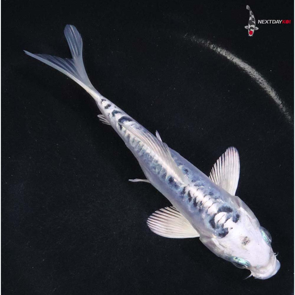 5.5” Imported Doitsu Blue Gin Matsuba | Next Day Koi | Koi Fish For Sale