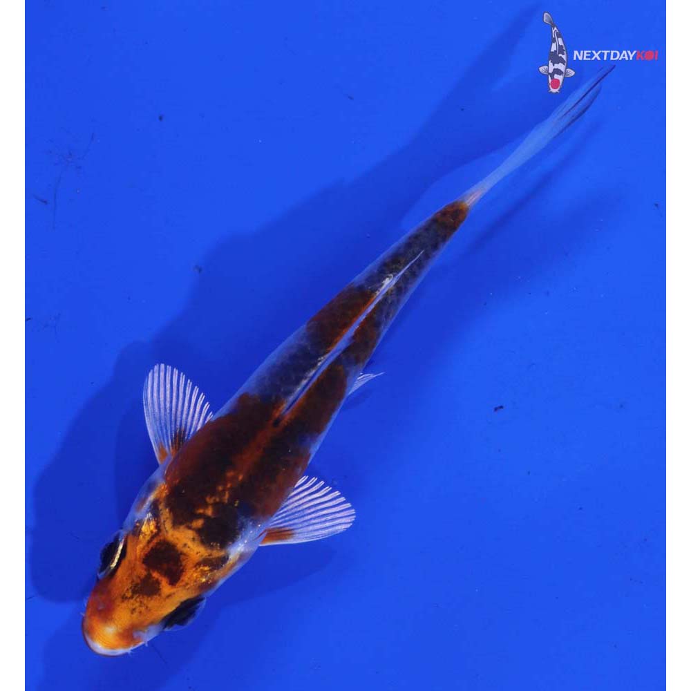 3” Imported Kujaku | Next Day Koi | Koi Fish For Sale