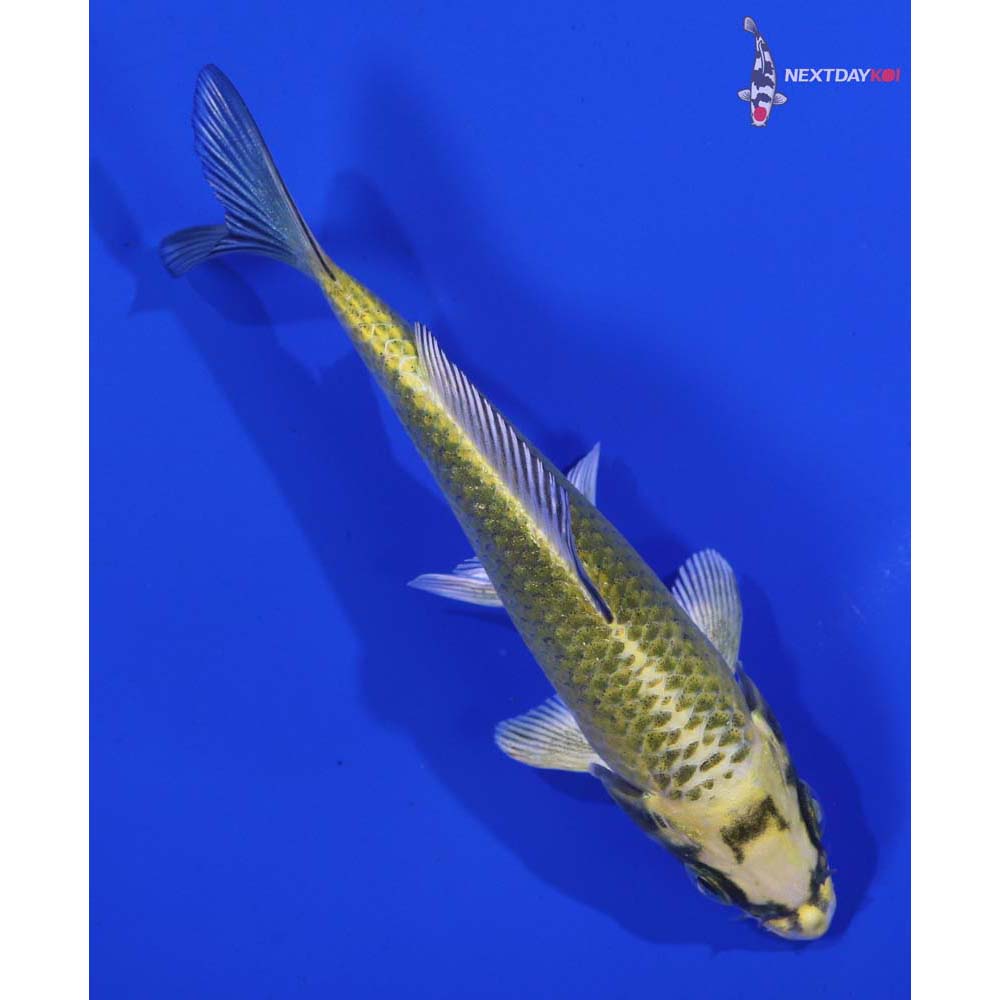 4” Imported Kujaku | Next Day Koi | Koi Fish For Sale